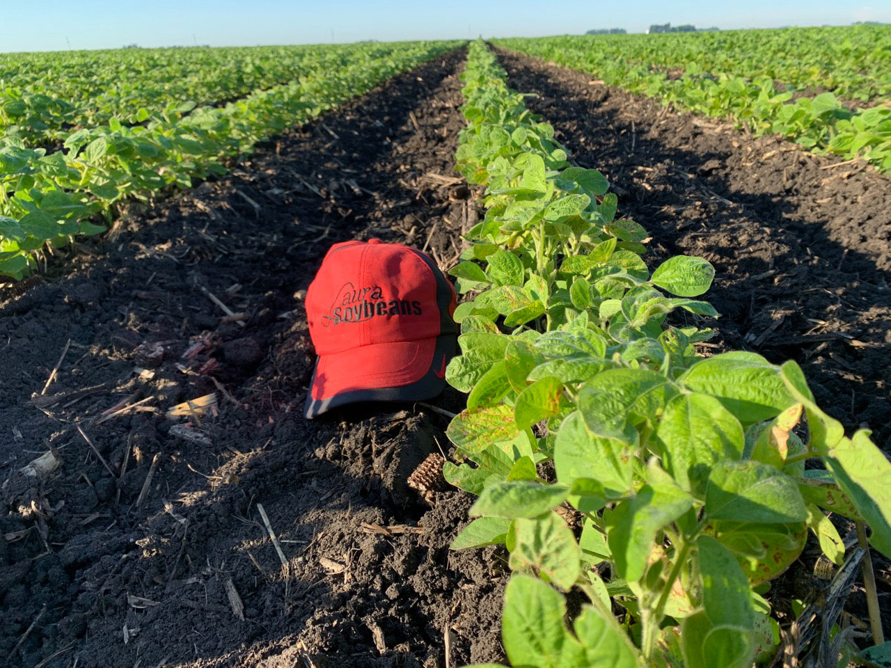 July 1st 2020 crop update on Laura® Soybeans