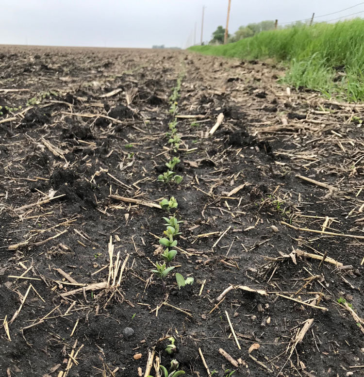 2019 Laura® Soybean Crop Update