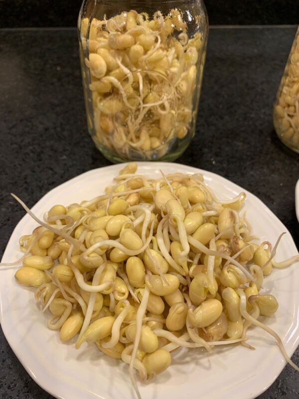 Sprouting Soybeans made easy!