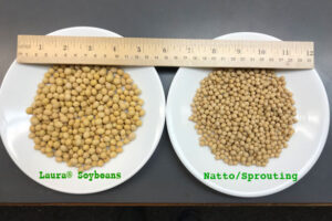 Difference between the Laura® Soybeans and Natto/Sprouting soybeans